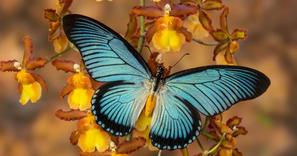 Butterfly watching: cos'è è perché fa tanto bene - Radio Monte Carlo