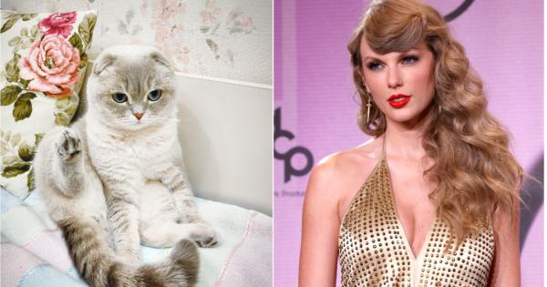 Taylor Swift possiede una gatta che ha un patrimonio da quasi 100 ...